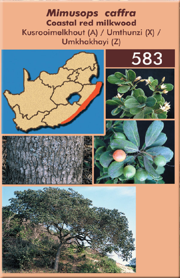 Endangered trees threatened in Cannon Rocks | Cannon Rocks